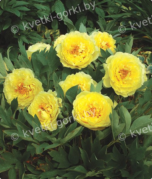 Пион Елоу краун, (Paeonia Itoh Yellow Crown) · Кветки Горки